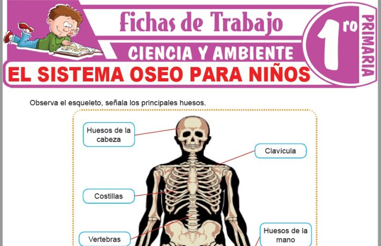 El sistema oseo para niños para Primero de Primaria – Fichas de Trabajo